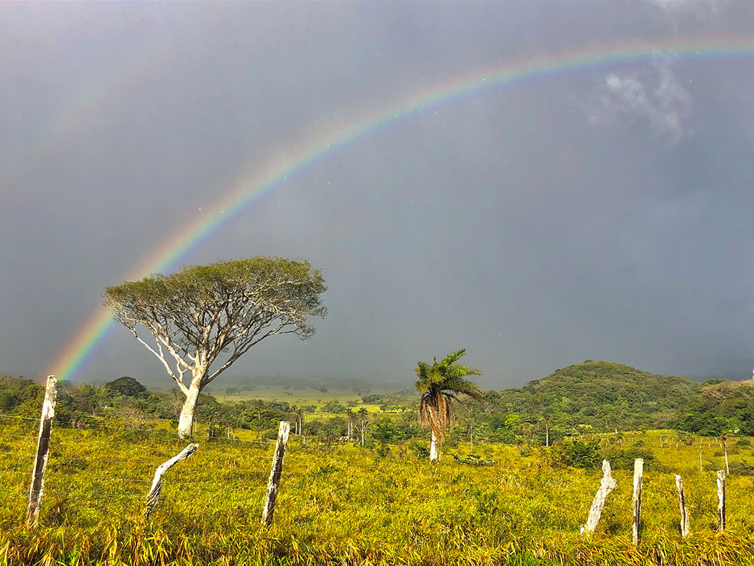 Guayabo Area – Guayabo Animal Rescue